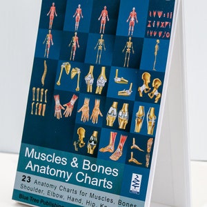 Muscles and Bones Anatomy Flip Charts - Etsy