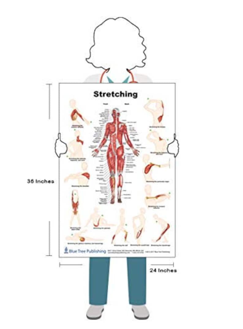 Blue Tree Publishing Stretch Poster 24x36inch, Waterproof, Muscle and ...