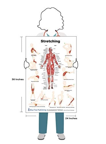 Blue Tree Publishing Stretch Poster 24x36inch, Waterproof, Muscle and ...