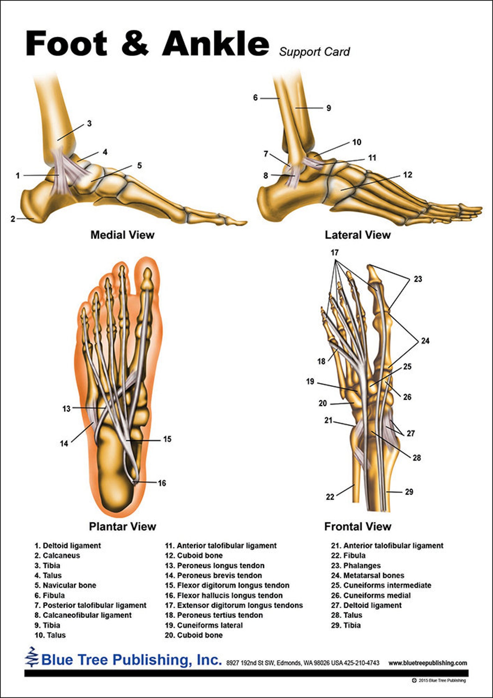 Foot and Ankle Anatomical Chart - Etsy