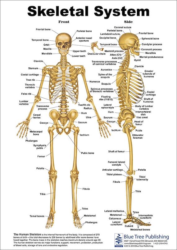 Skeletal System Anatomical Chart - Etsy