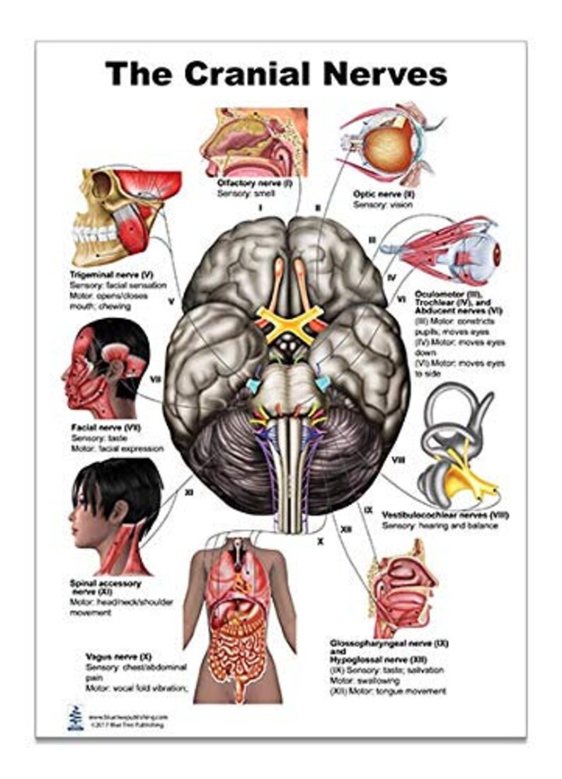 Blue Tree Publishing the Brain 4 Poster Set 12x17inch, Waterproof ...