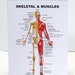 Muscles and Bones Anatomy Flip Charts - Etsy
