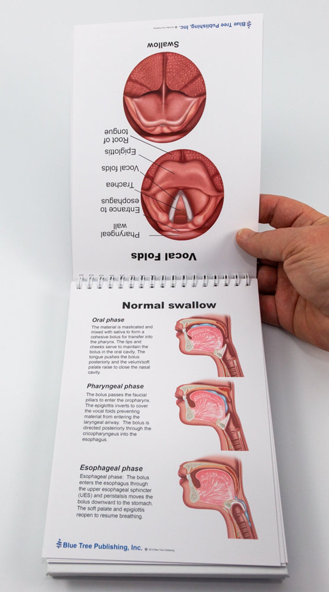 Swallowing Anatomy Flip Charts - Etsy