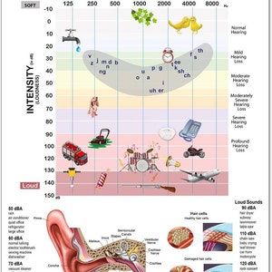 Ear Education for Audiologist, Poster, Charts and Model - Etsy