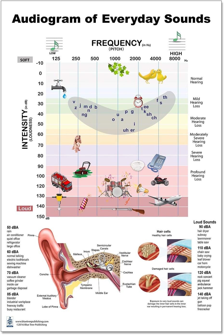 Ear Education for Audiologist Poster Charts and Model - Etsy