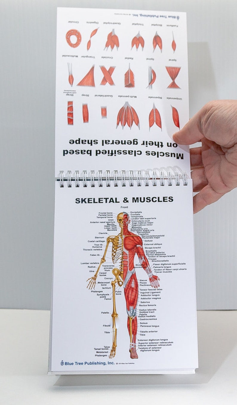 Muscles and Bones Anatomy Flip Charts - Etsy