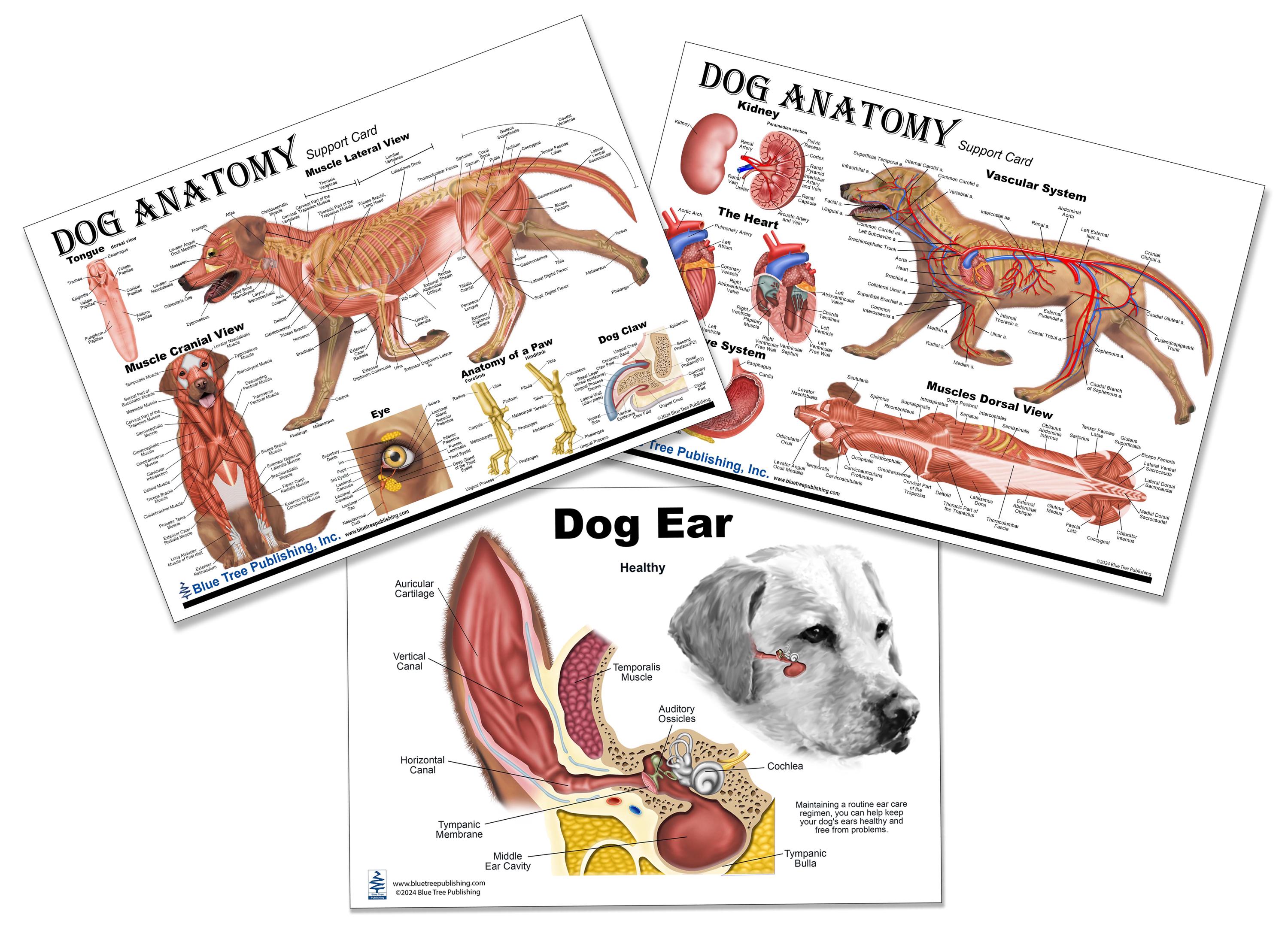 Dog and Cat Anatomy Education 10-piece Set, Cards, Pocket Charts, and ...