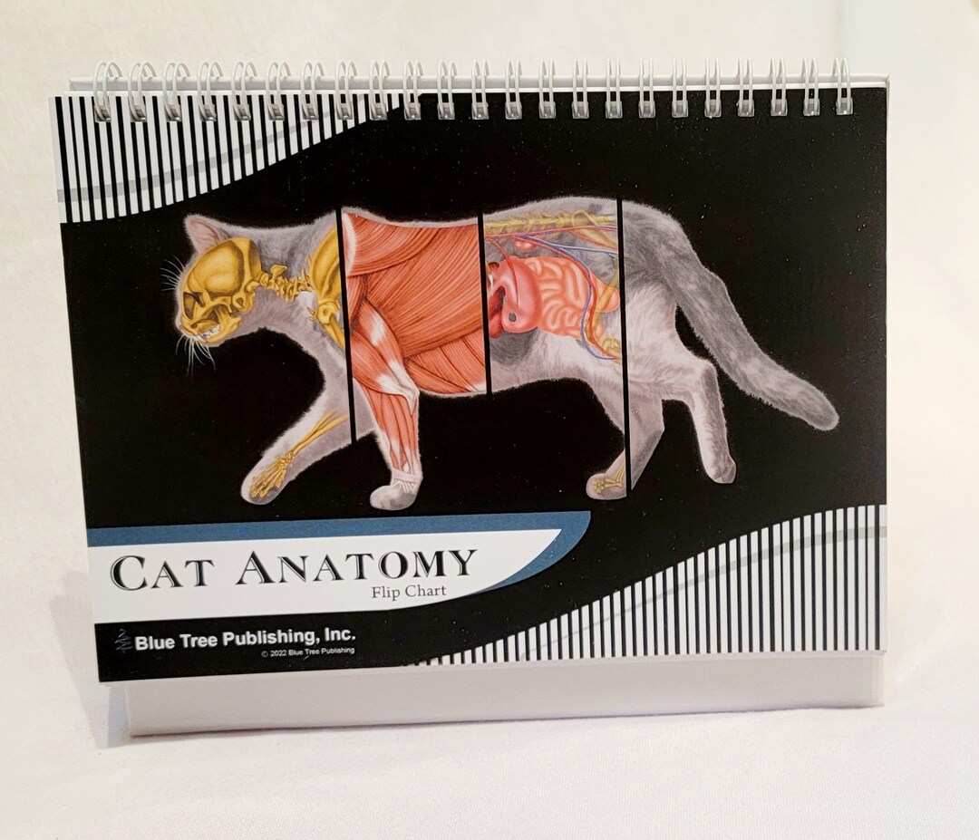 Cat Anatomy Flipbook for Veterinarians and Veterinary Students - Etsy