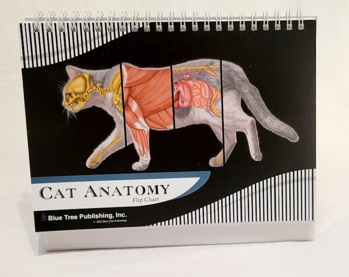 Feline Skeletal Structure - Veterinary Medicine Educational Poster ...