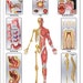 Human Body Anatomical Chart - Etsy