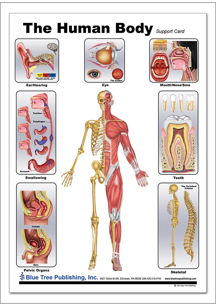 Human Body Anatomical Chart - Etsy
