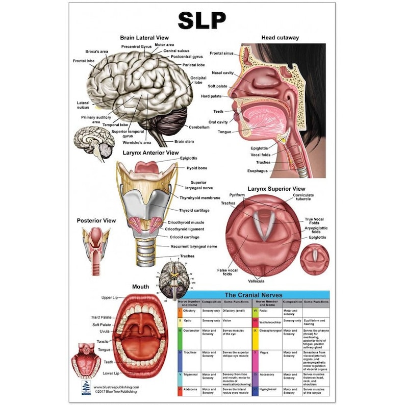 SLP Poster - Etsy