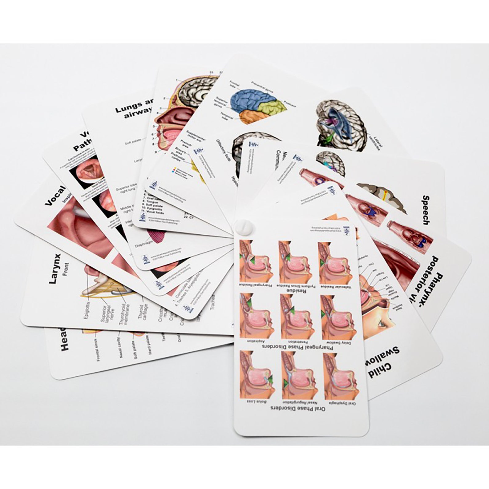 SLP Anatomy Pocket Charts - Etsy