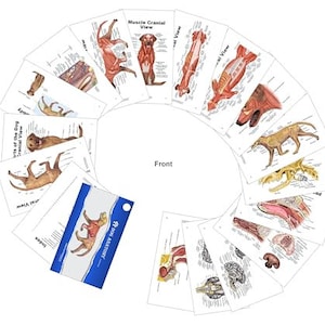 Dog and Cat Veterinary Anatomy Pocket Charts, Anatomy & Veterinary ...