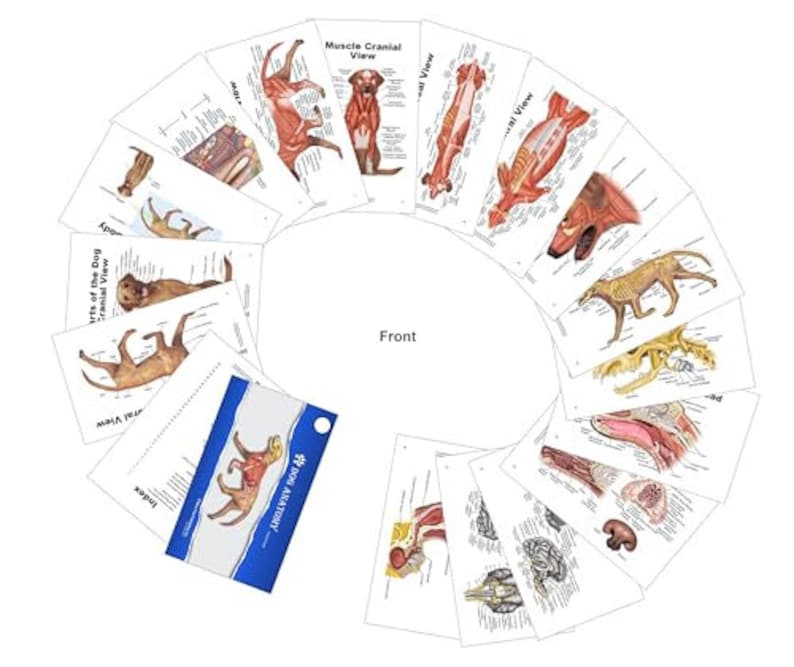 Dog Veterinary Anatomy Pocket Charts, Anatomy & Veterinary Physiology ...