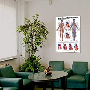 The Circulatory and Heart Anatomical Poster, Size 24wx36t - Etsy