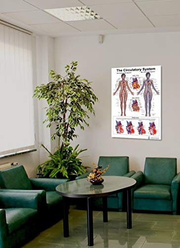 The Circulatory and Heart Anatomical Poster, Size 24wx36t - Etsy