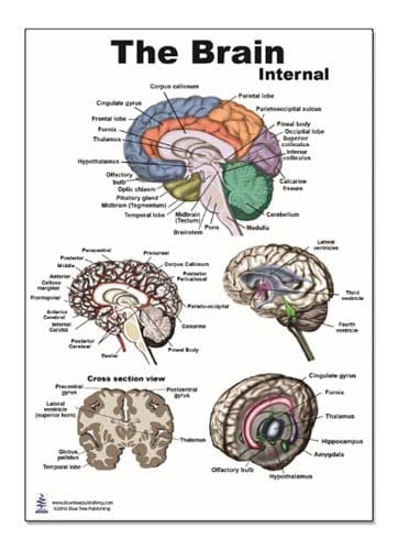 Blue Tree Publishing the Brain 4 Poster Set 12x17inch, Waterproof ...