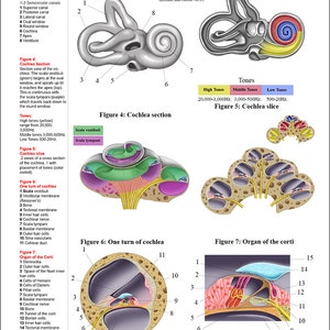 Ear Anatomical Chart - Etsy