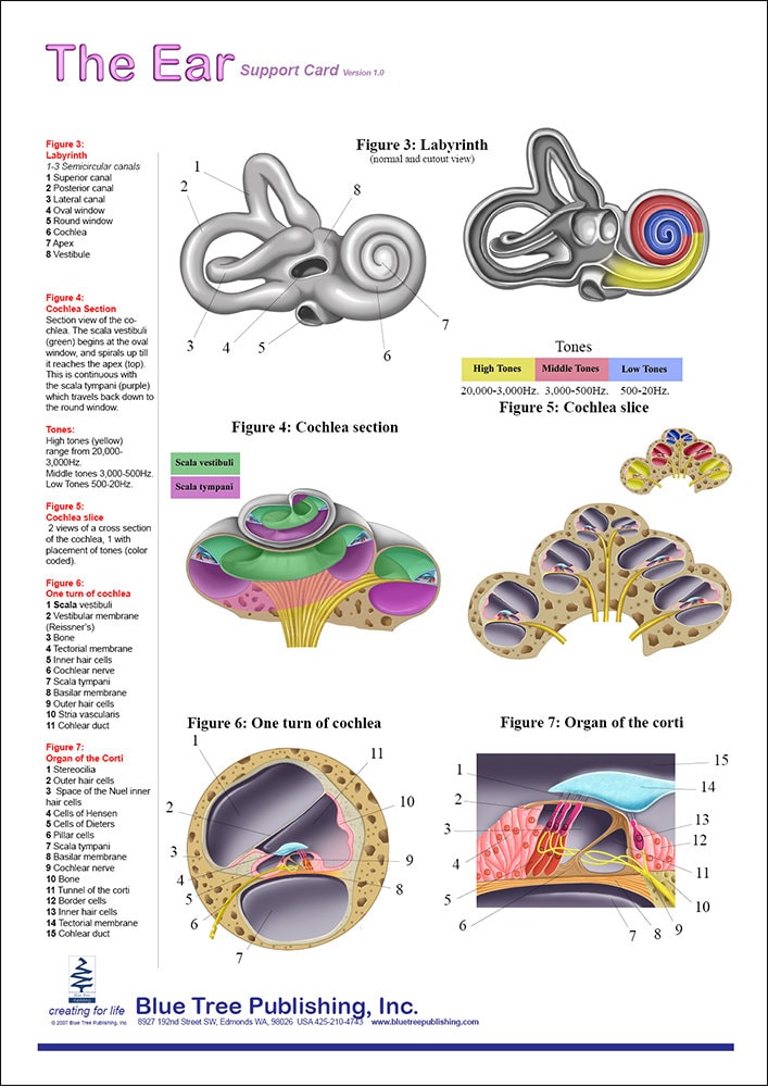 Ear Anatomical Chart - Etsy