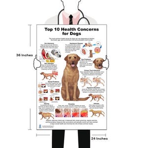 Dog Anatomy and 10 Health Concern 2 Chart Set, Anatomy & Veterinary ...