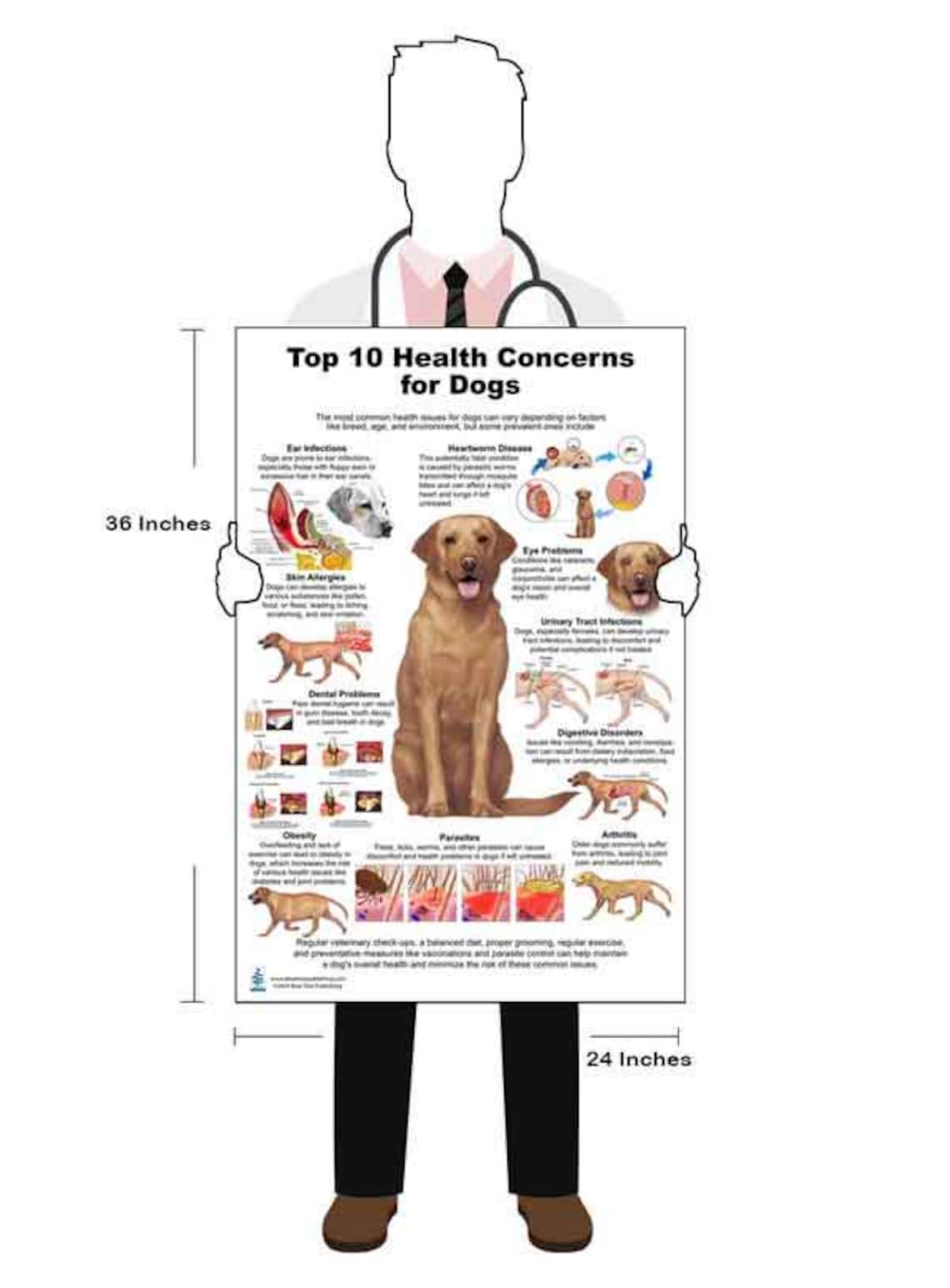 Blue Tree Publishing Dog 10 Health Concern Poster, Anatomy & Veterinary ...