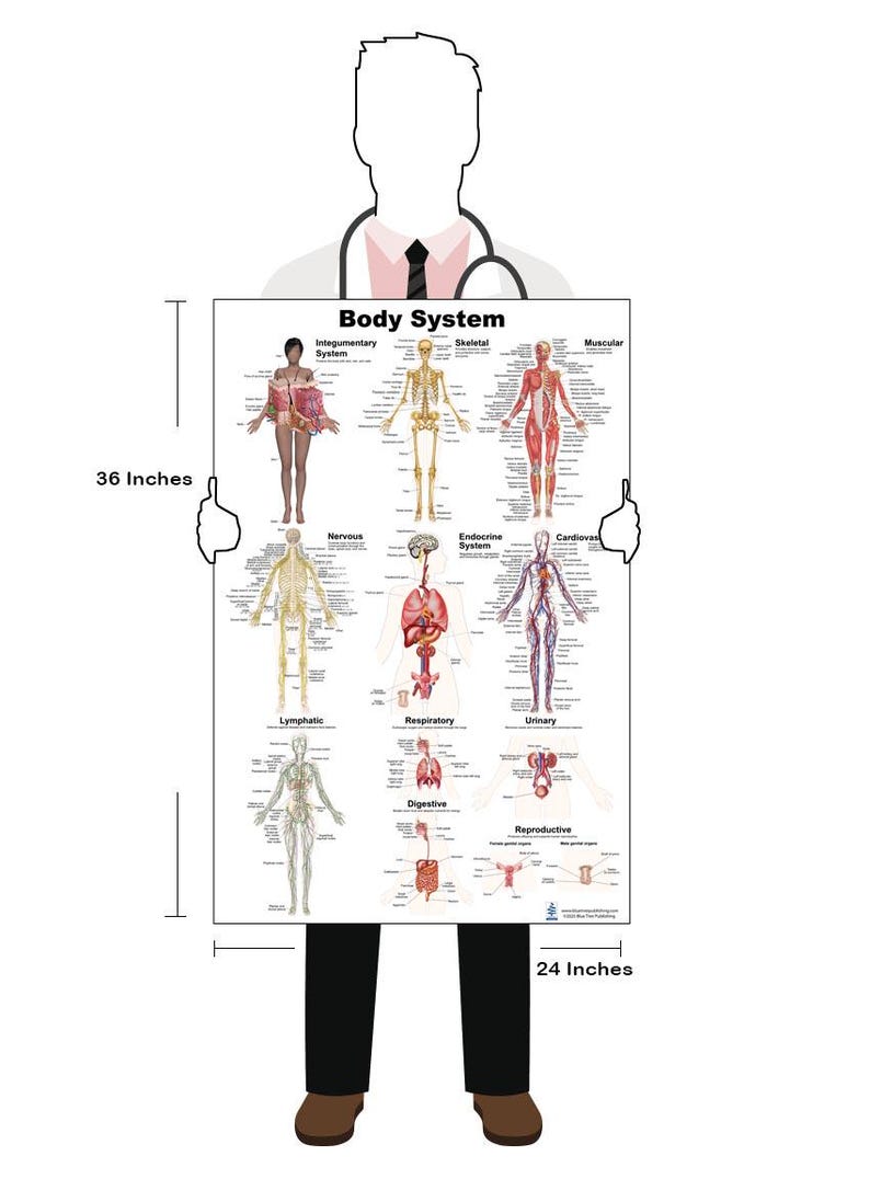 Human Body Systems Poster, Muscular, Nervous, Circulatory, Lymphatic ...