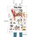 Ear Education for Audiologist, Poster, Charts and Model - Etsy