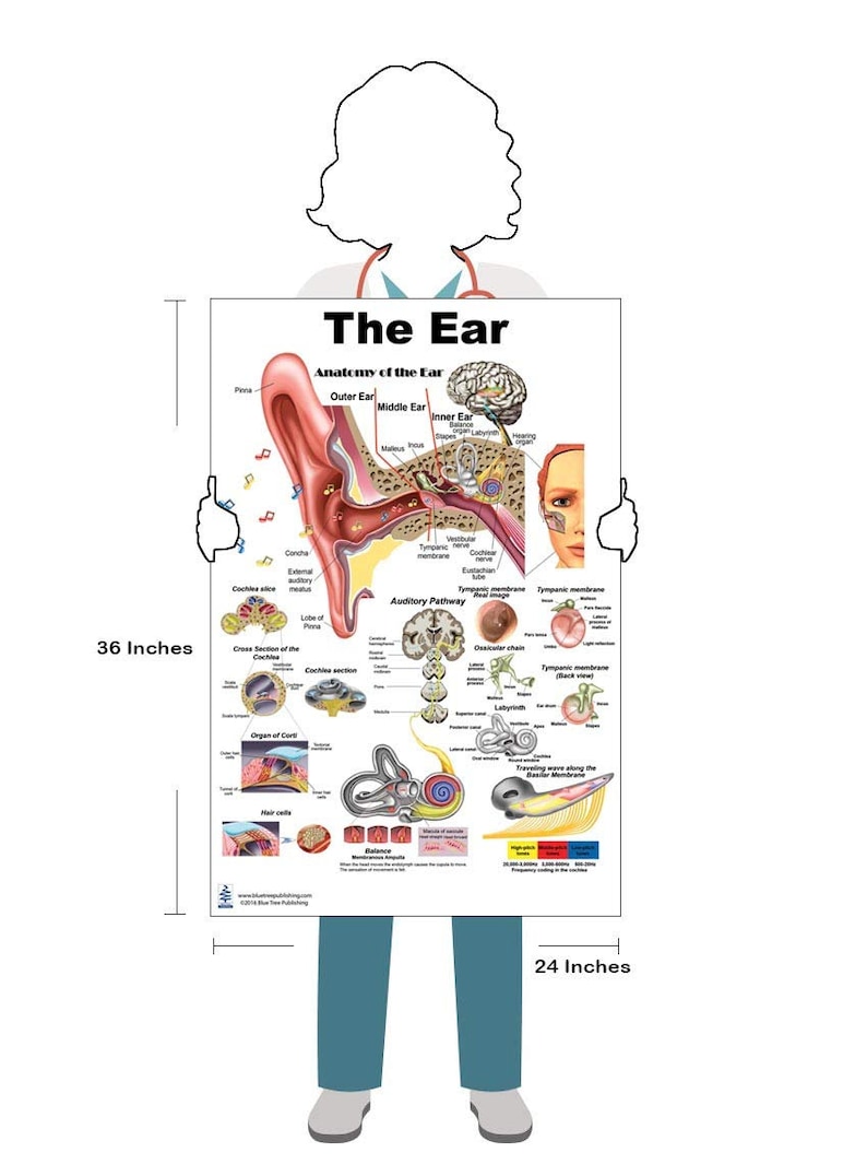 Ear Education for Audiologist Poster Charts and Model - Etsy