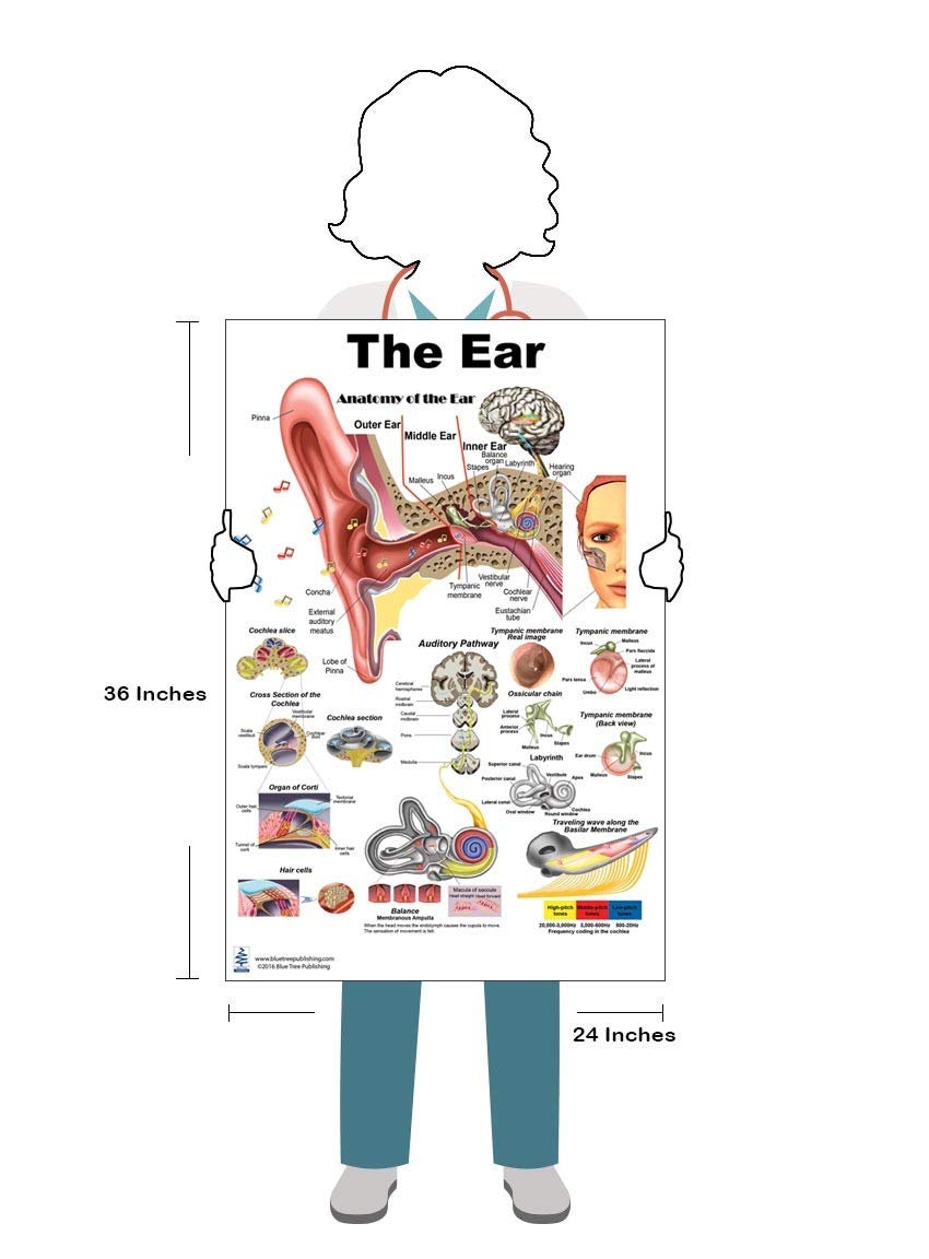 Ear Education for Audiologist Poster Charts and Model - Etsy