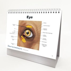 Dog and Cat Veterinary Anatomy Flip Charts, Anatomy & Veterinary ...