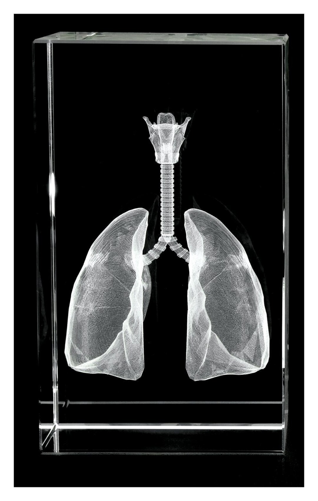 Lungs, Trachea and Larynx 3D Laser 1lb Crystal, Anatomy, Respiration ...