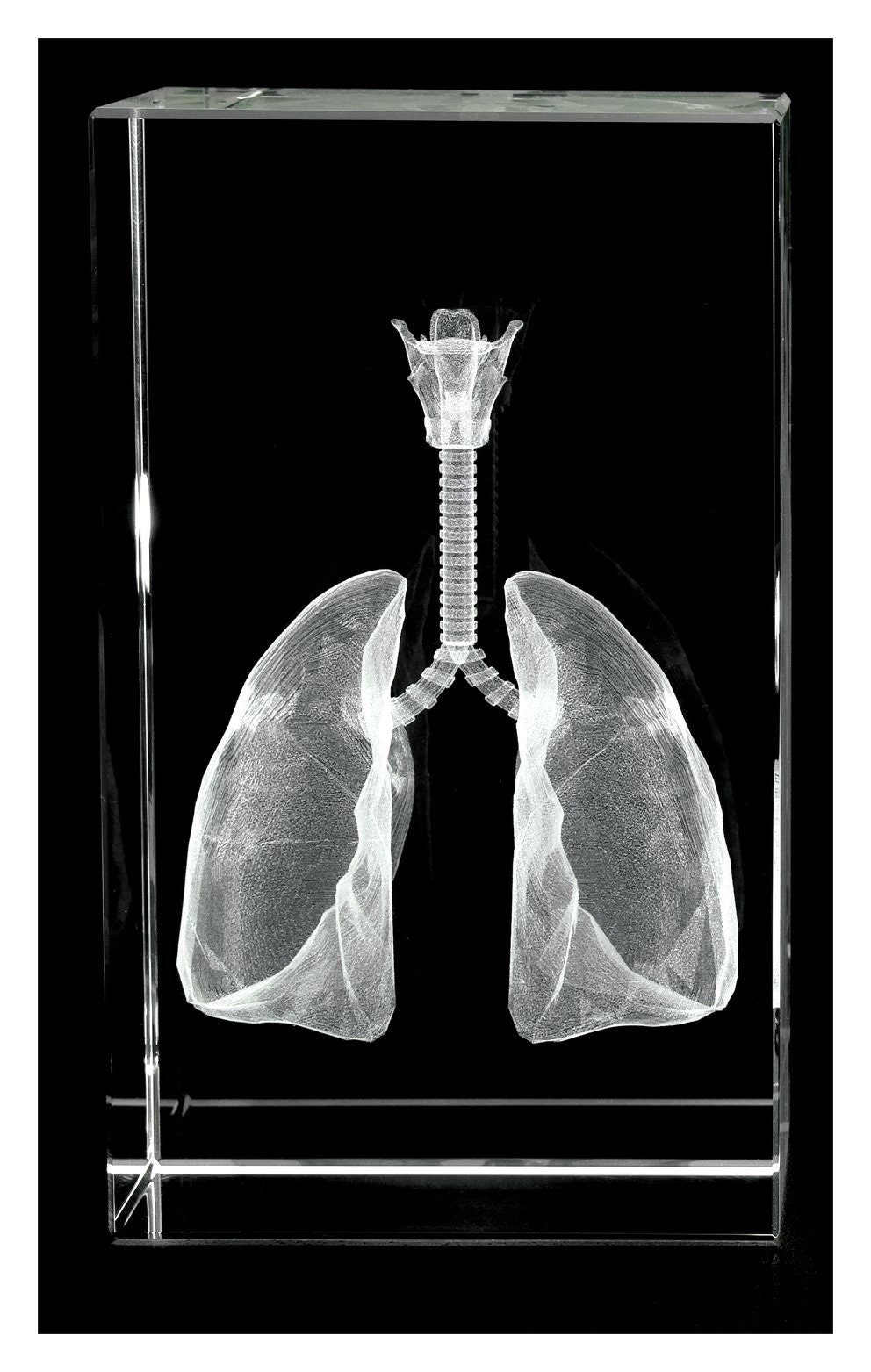 Tooth Gem Kit Anatomy Crystal Tooth Model - 1 Pound Glass Display ...