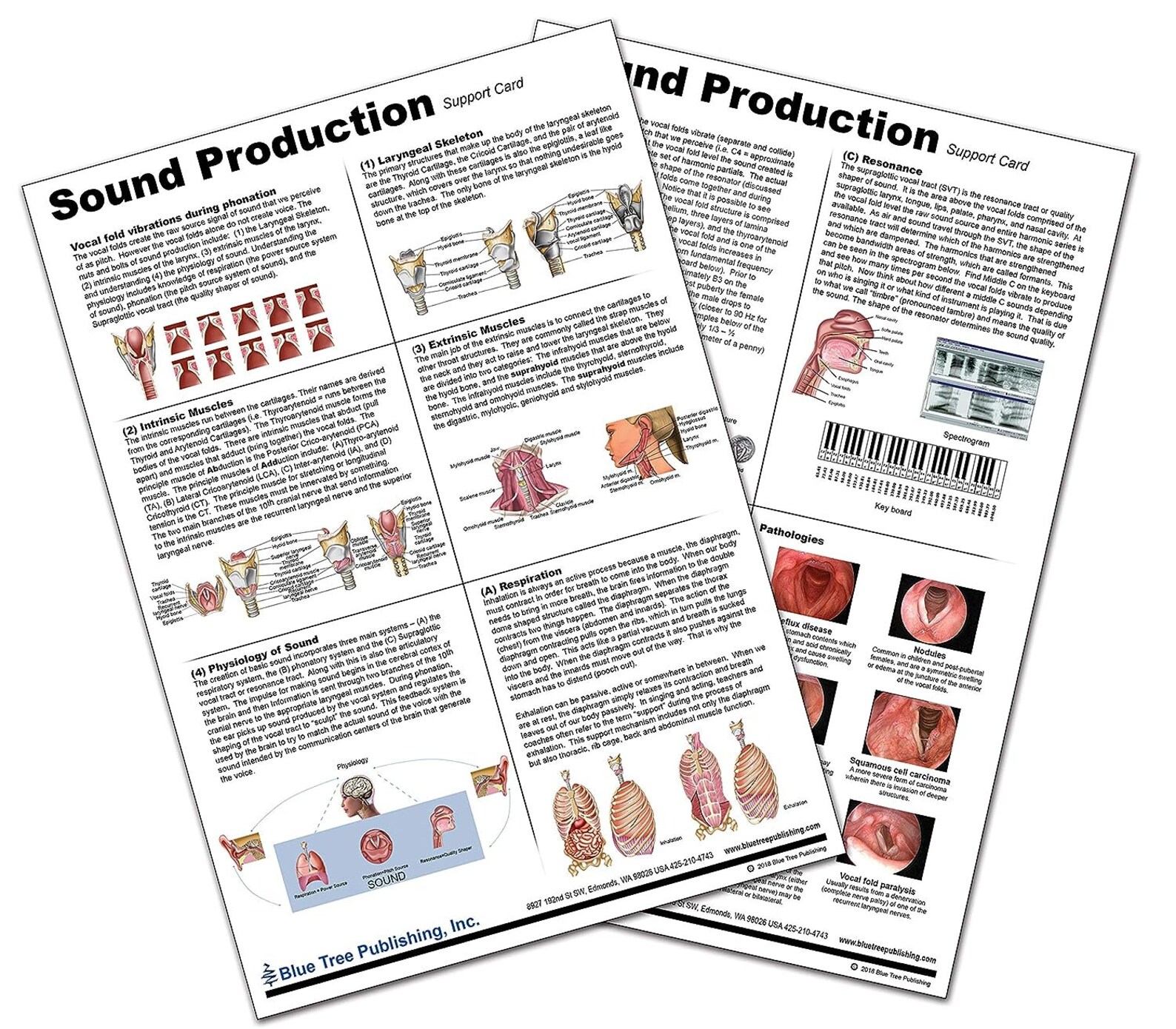 Sound Production Anatomical Chart for Voice and Singing Anatomy and ...