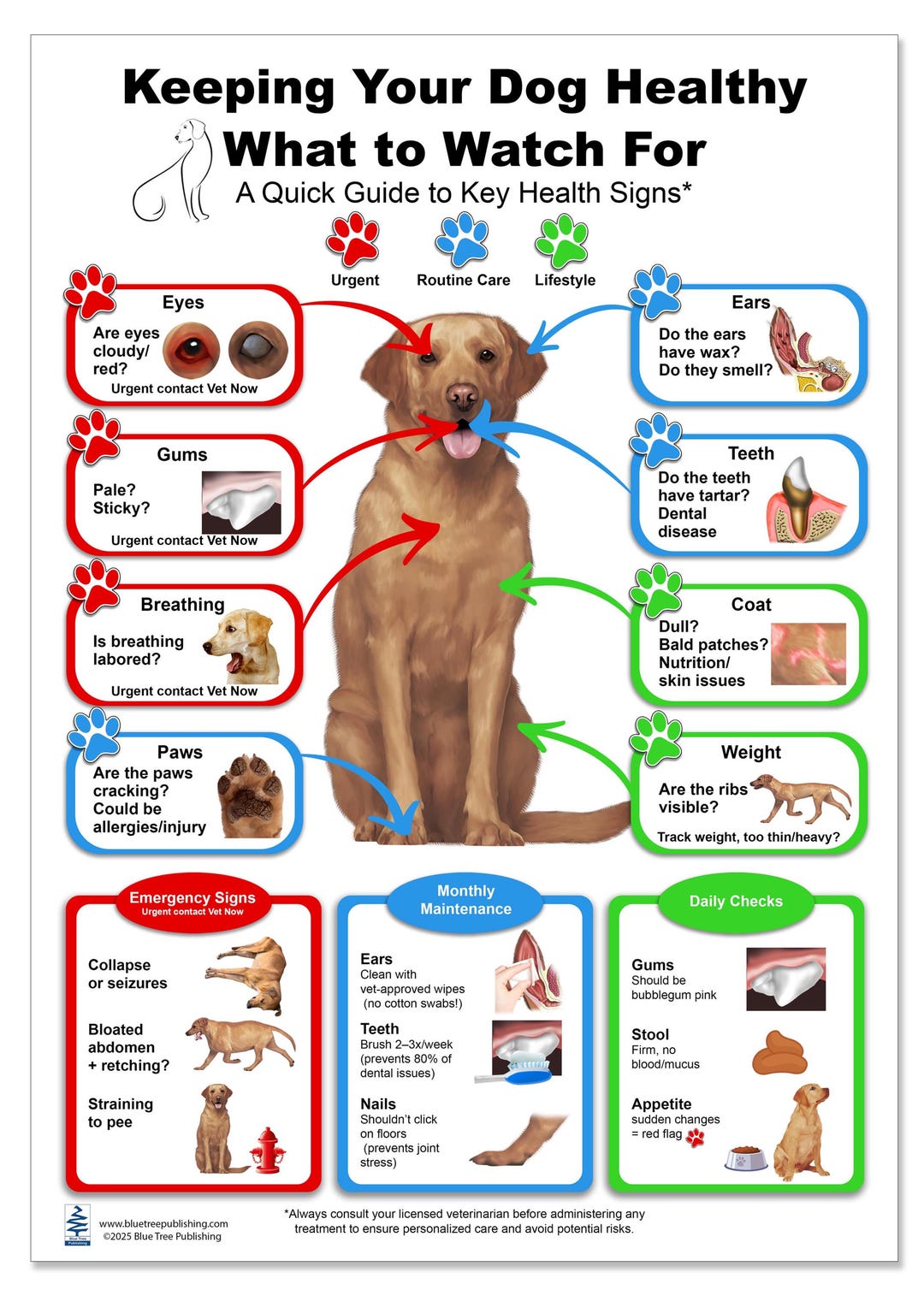 Keeping Your Dog Healthy Chart for Veterinary Reference, Dog Anatomy ...