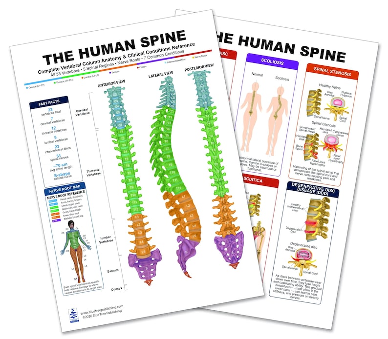 The Human Spine Poster, Complete Vertebral Column Anatomy & Nerve Root ...