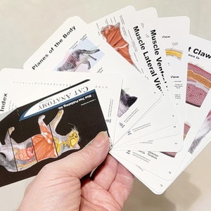 Cat Veterinary Anatomy Charts and Posters, Anatomy & Veterinary ...