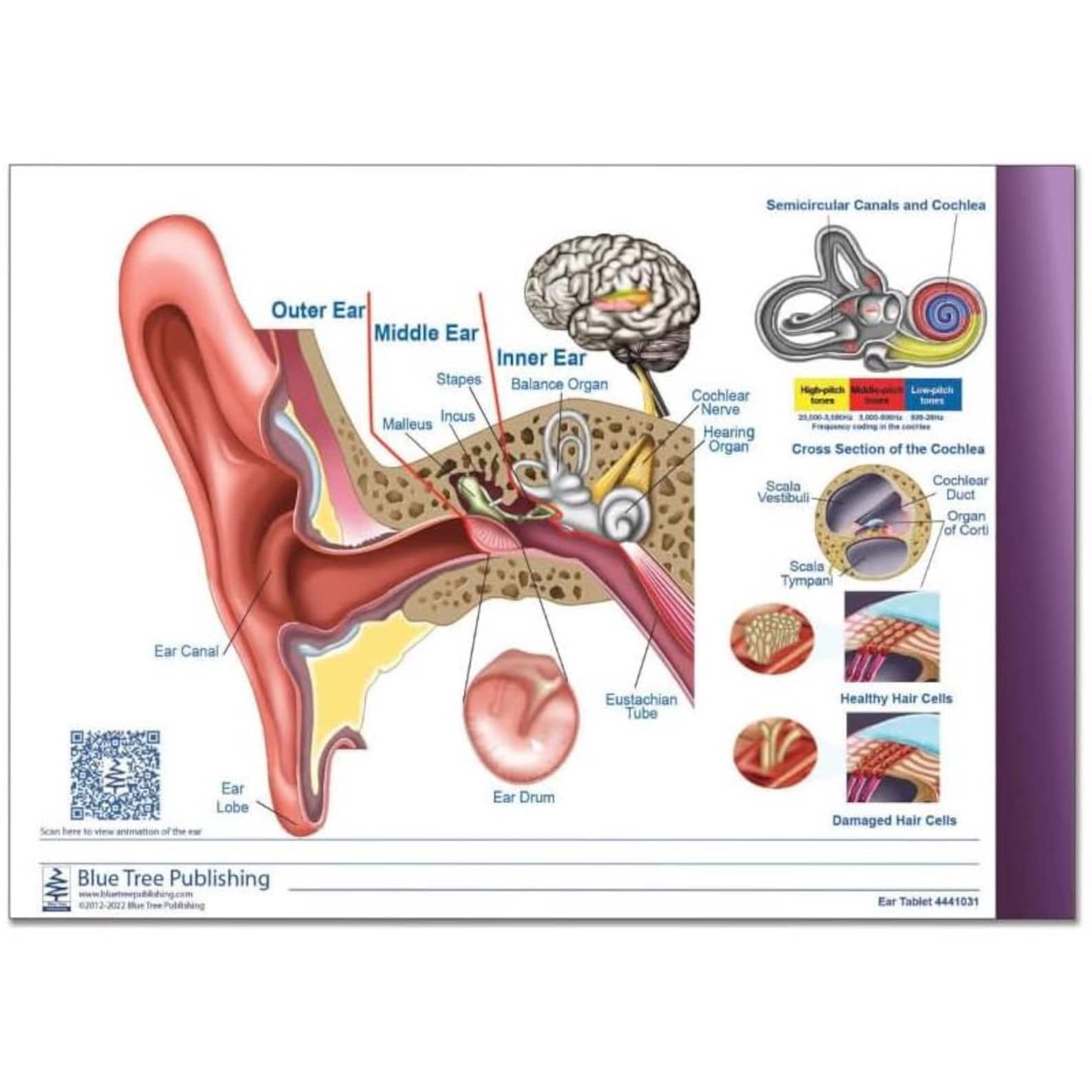 Ear Nose Throat Anatomical Chart, ENT, Pads-50 Sheets per Pad-8 1/4" W ...
