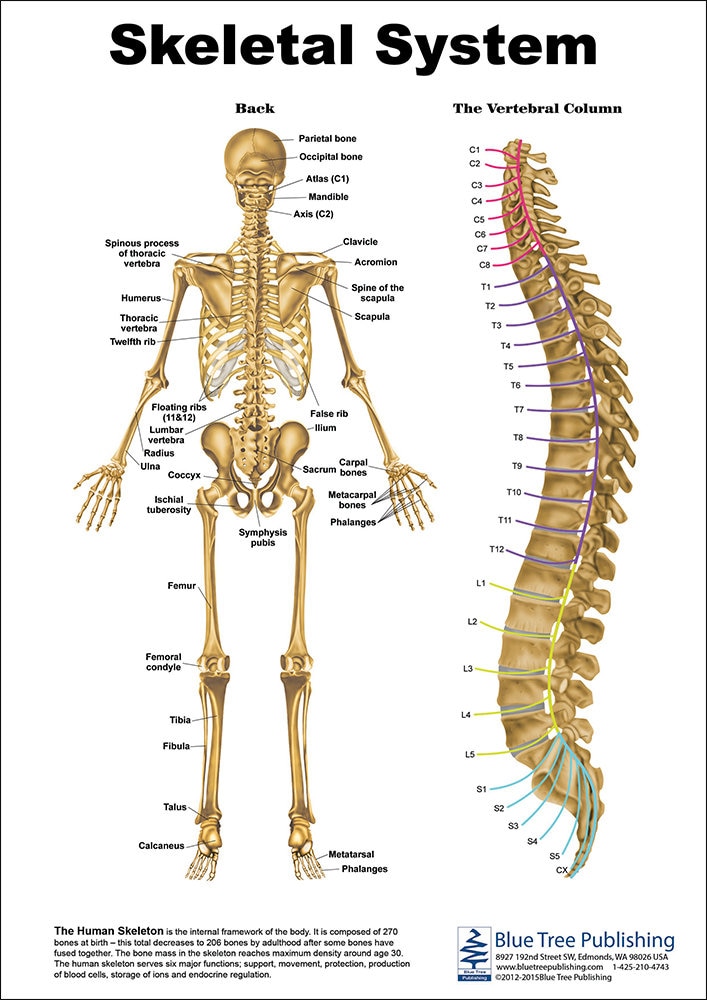 Skeletal System Anatomical Chart - Etsy