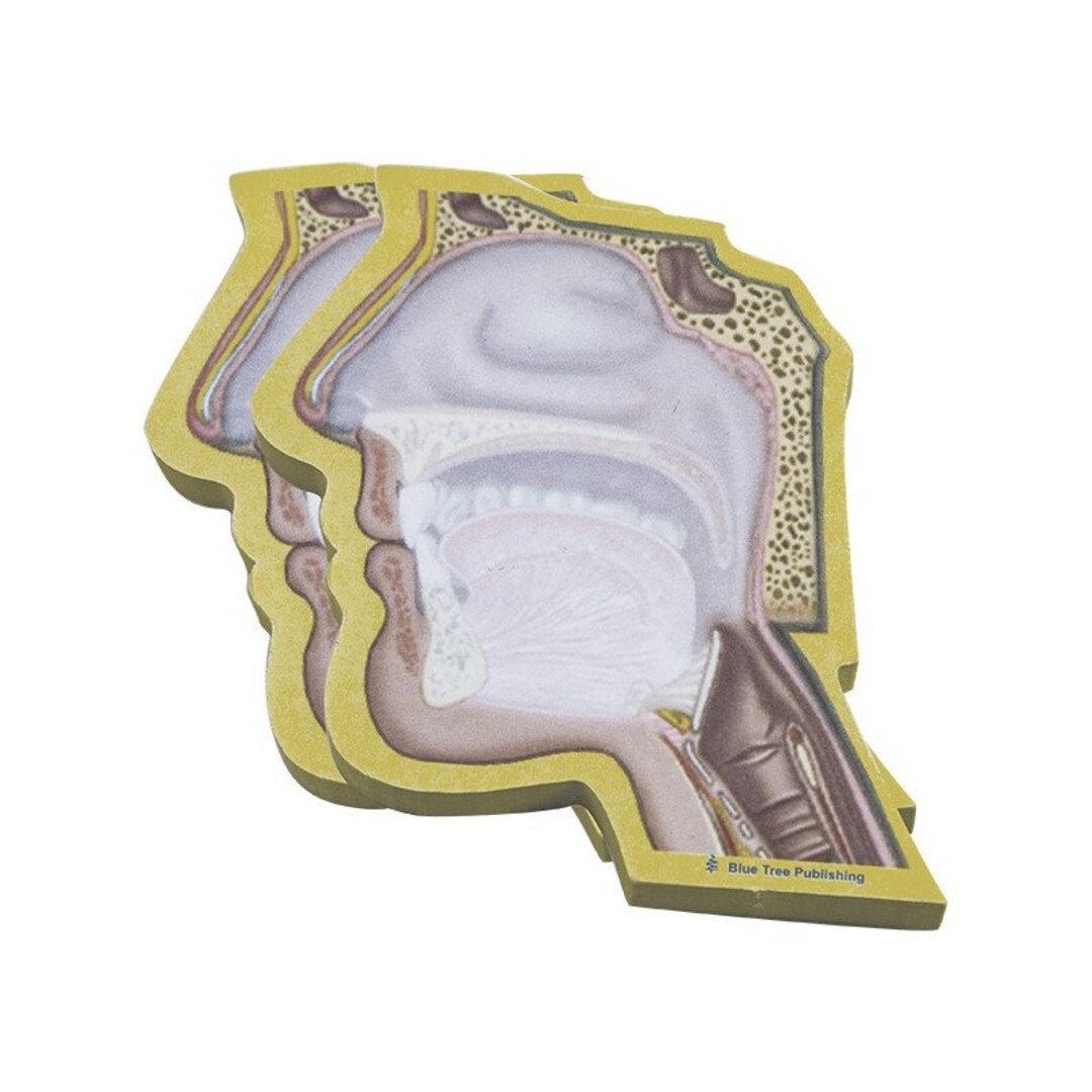 Head Anatomy Sticky Note Great for SLP Speech Language - Etsy