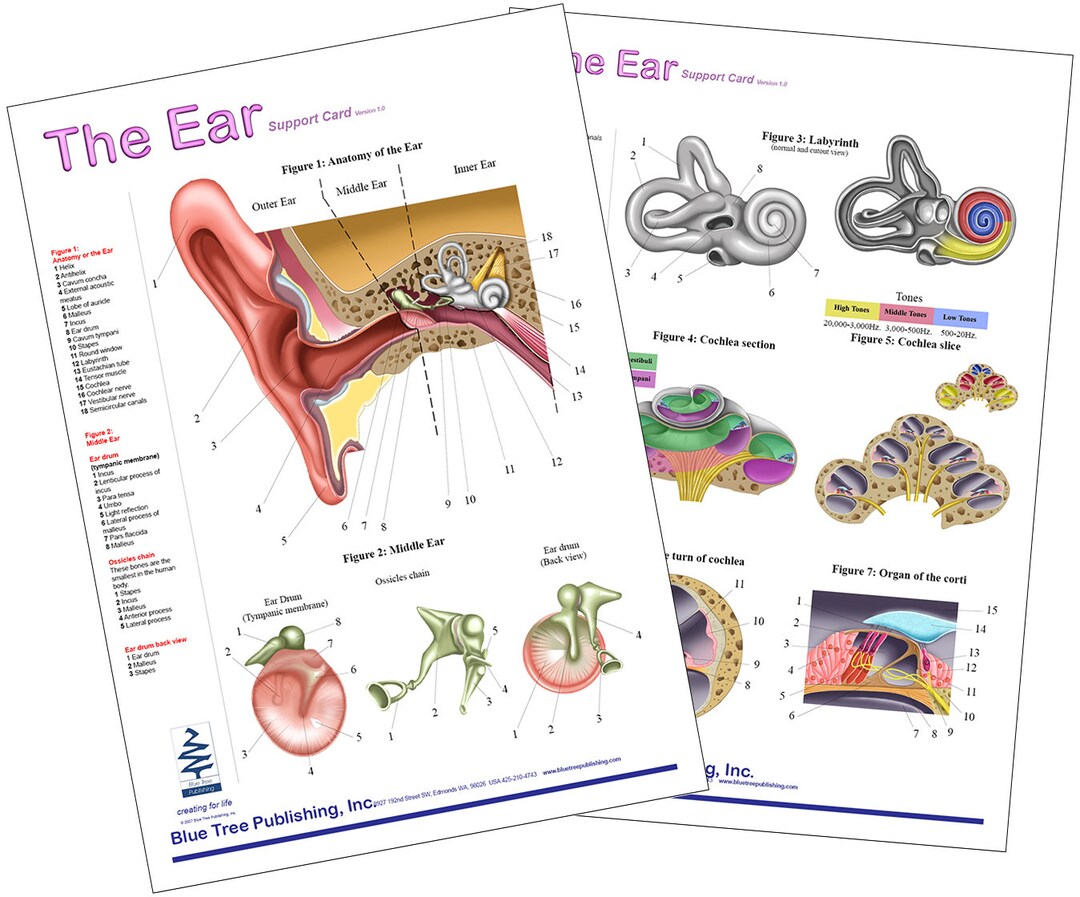 Ear Anatomical Chart - Etsy