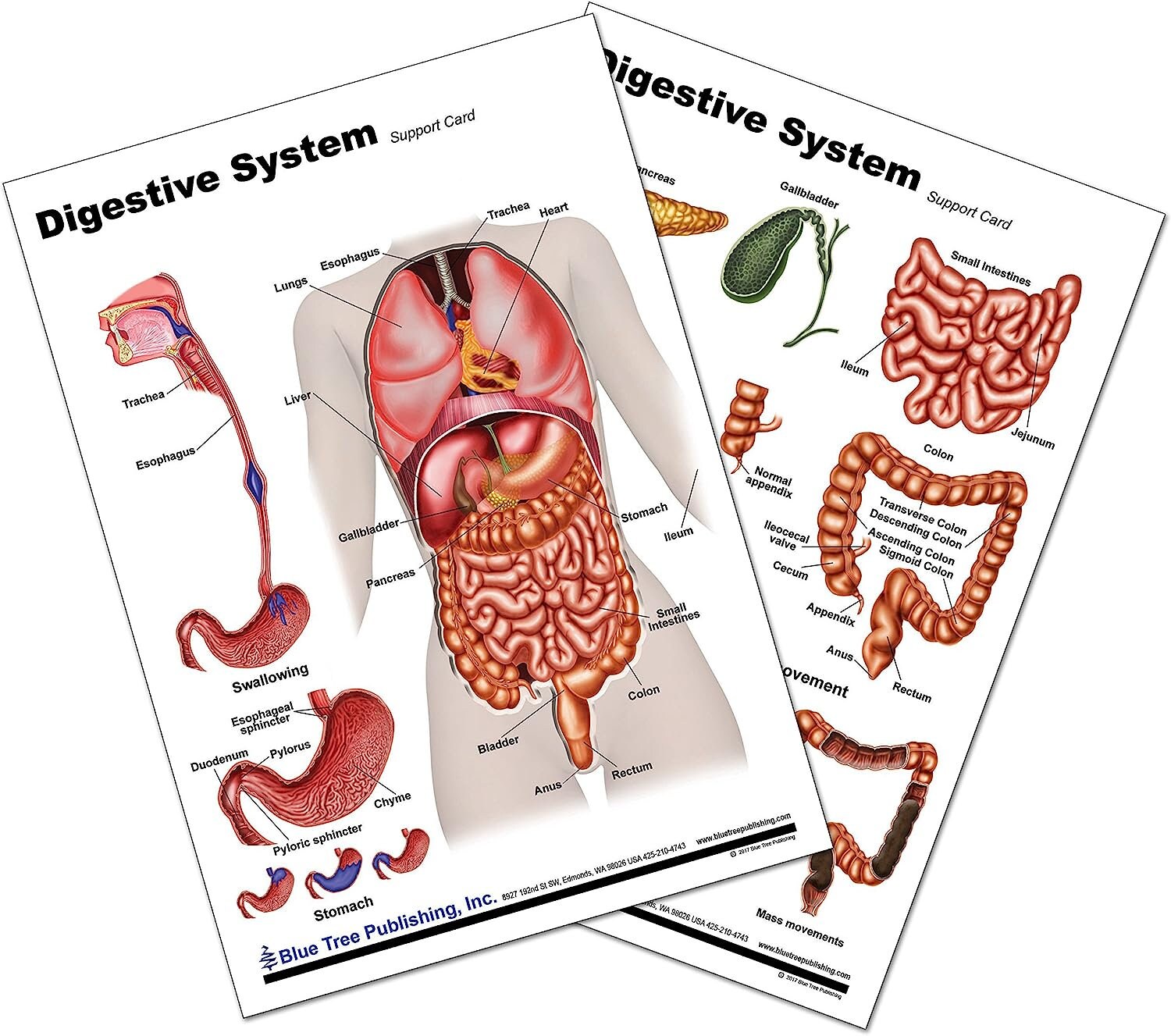 Colon Mat Model With Digestive Chart for Swallowing, Stomach, Appendix ...