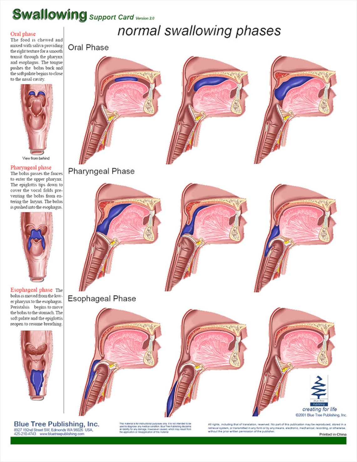 Swallowing Anatomical Chart - Etsy
