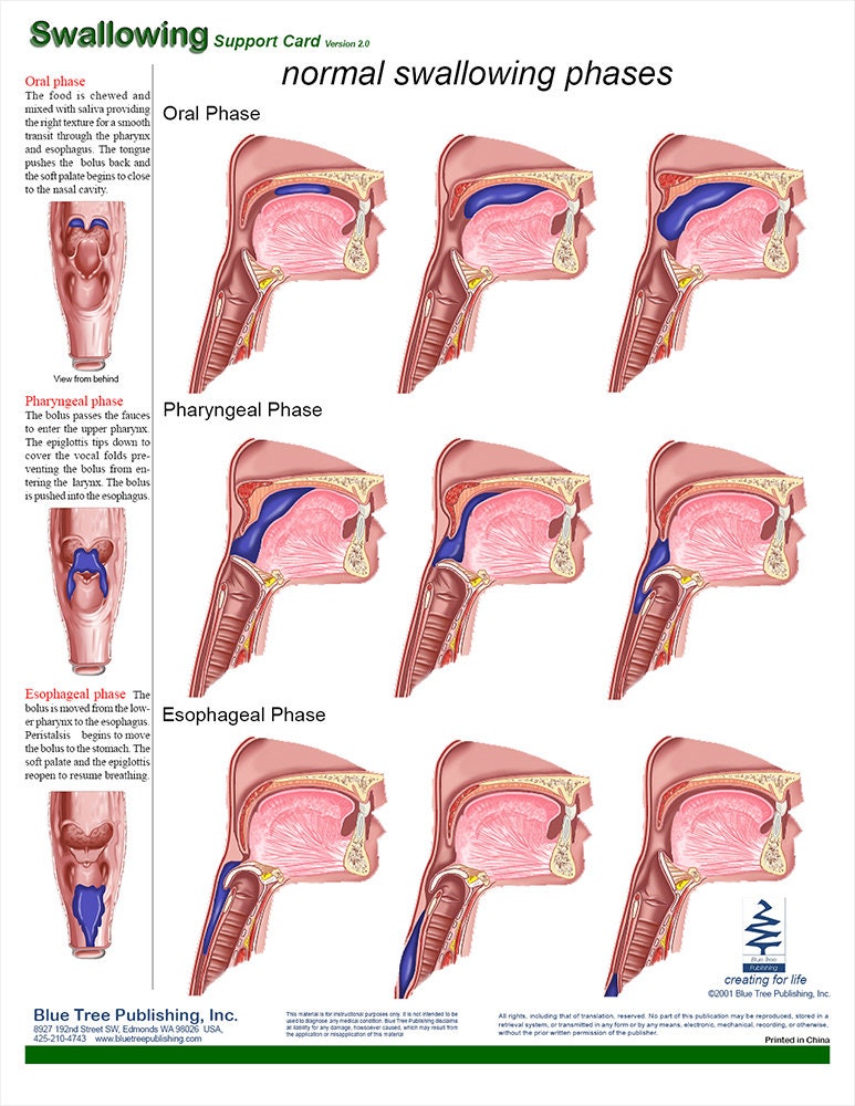 Swallowing Anatomical Chart - Etsy