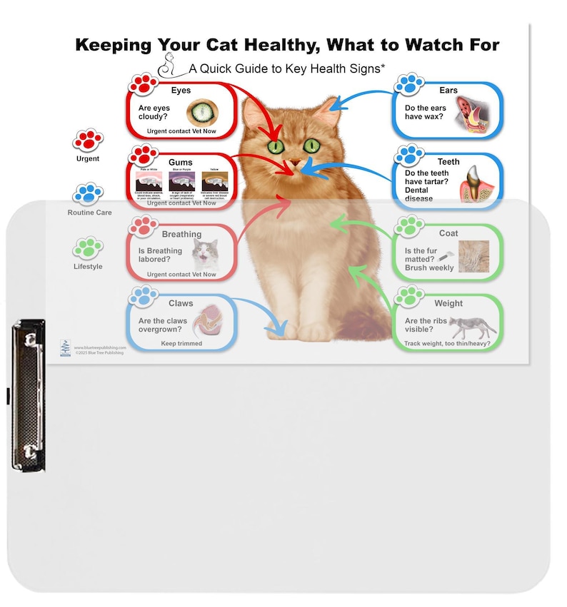 Keeping Your Cat Healthy Chart for Veterinary Reference, Cat Anatomy ...