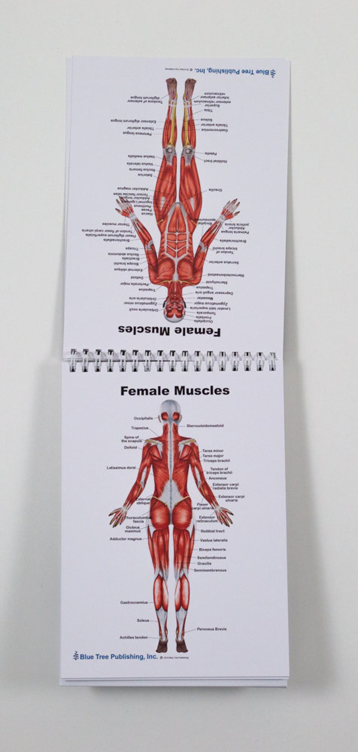 Female Anatomy Flip Charts - Etsy