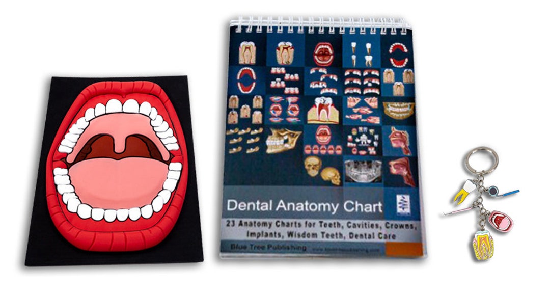 Dental Anatomy Flip Chart, Mouth Model, and Keychain for Dentist ...