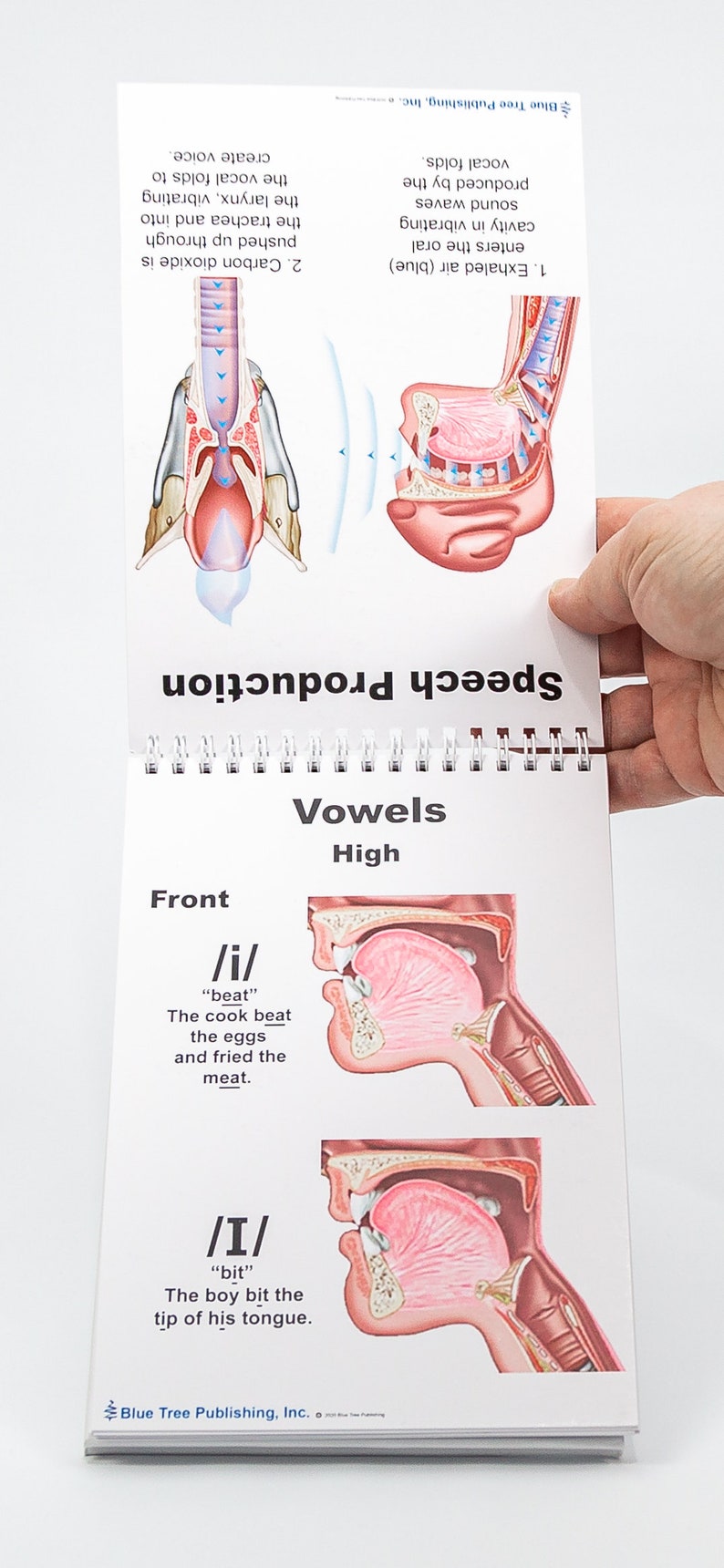 Speech Articulation Flip Charts for SLP, English Language Teachers for ...