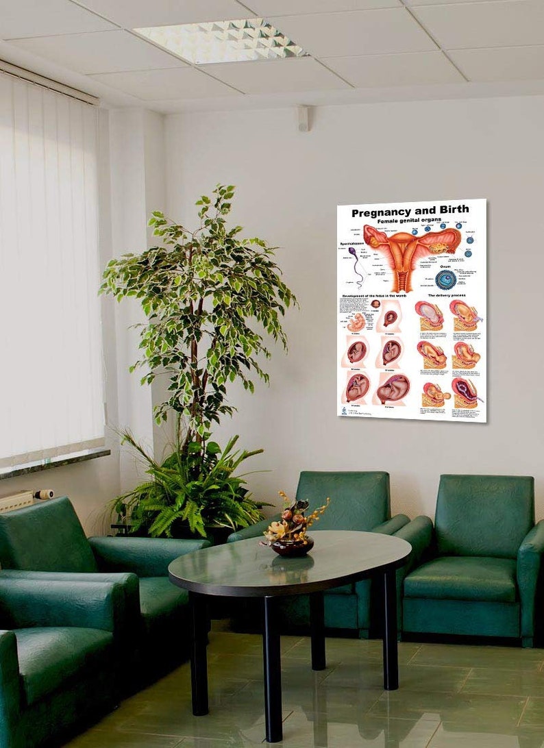 Pregnancy and Birth Poster for Maternity Clinics, Hospitals, Midwife ...